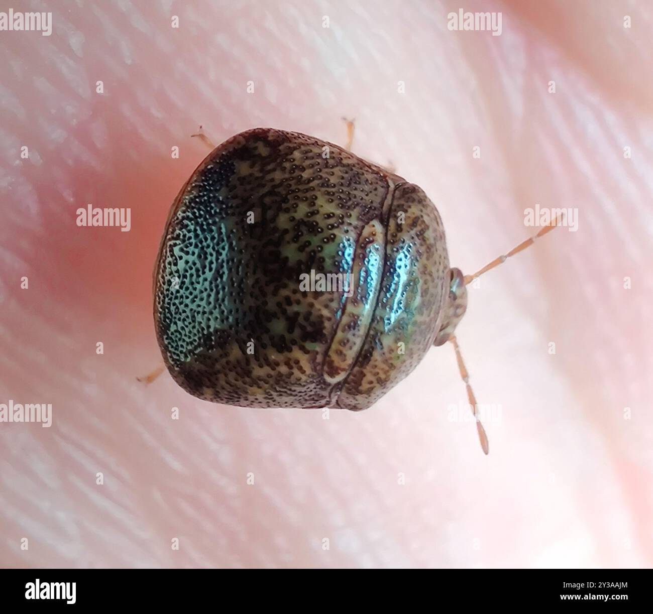 Kudzu Bug (Megacopta cribraria) Insecta Stock Photo - Alamy