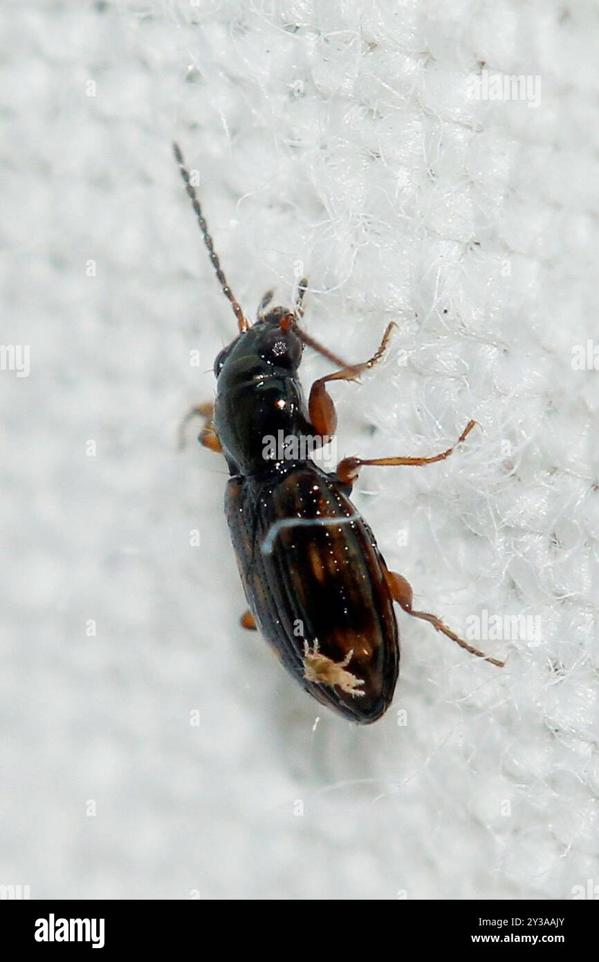 Octomaculatum hi-res stock photography and images - Alamy