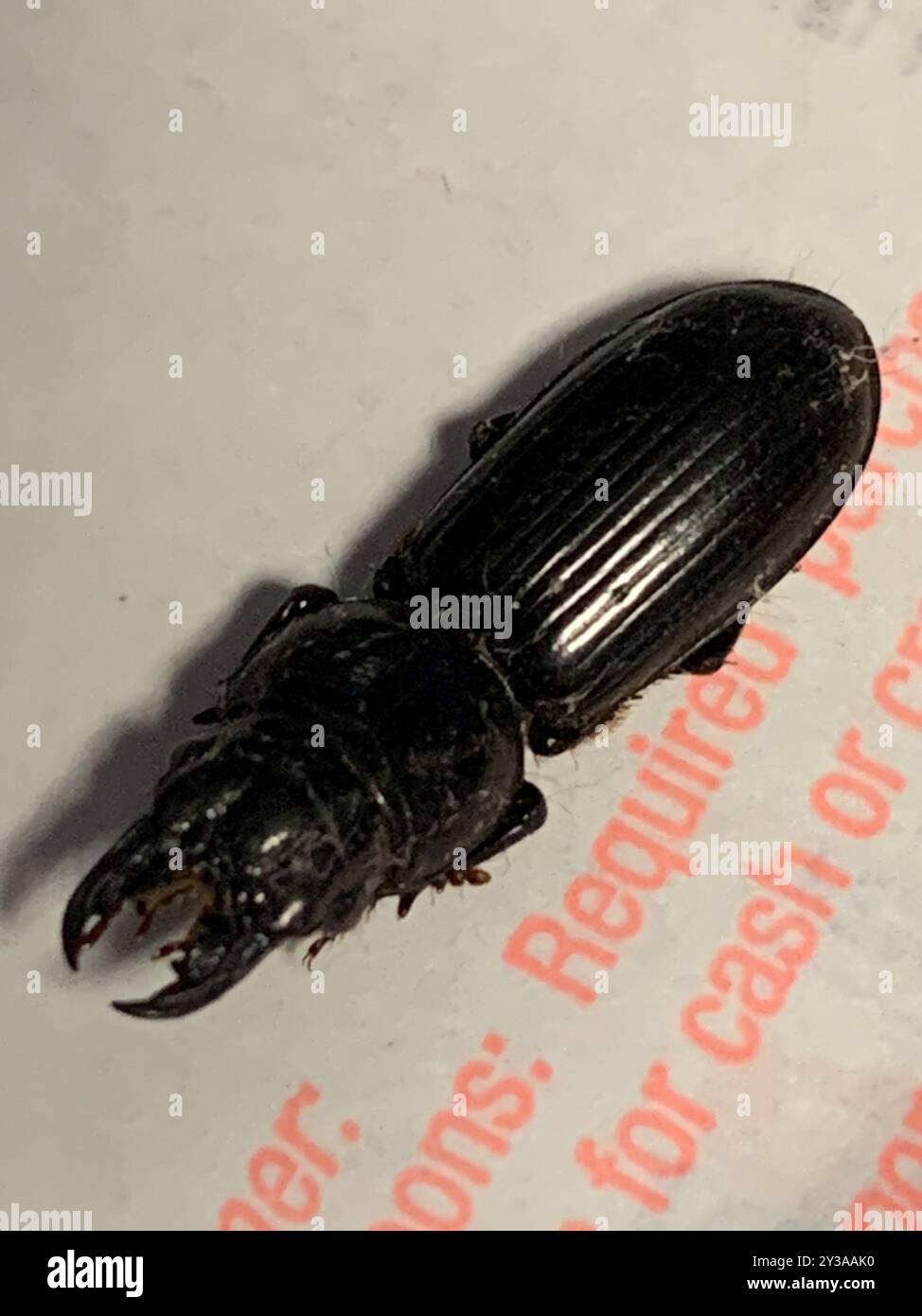 Big-headed Ground Beetle (Scarites subterraneus) Insecta Stock Photo ...