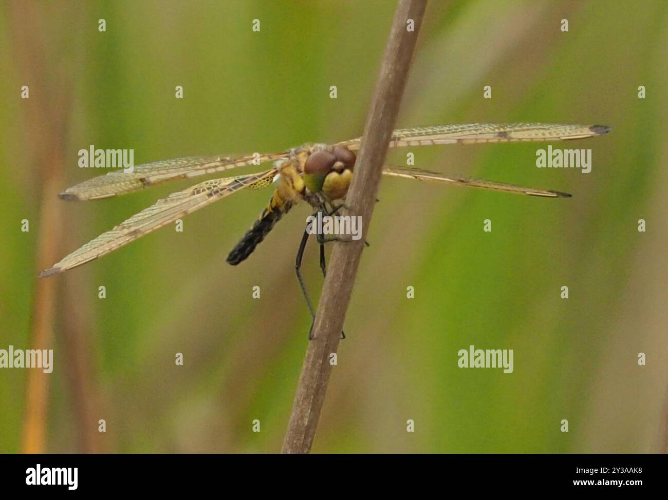 Calico Pennant (Celithemis elisa) Insecta Stock Photo - Alamy
