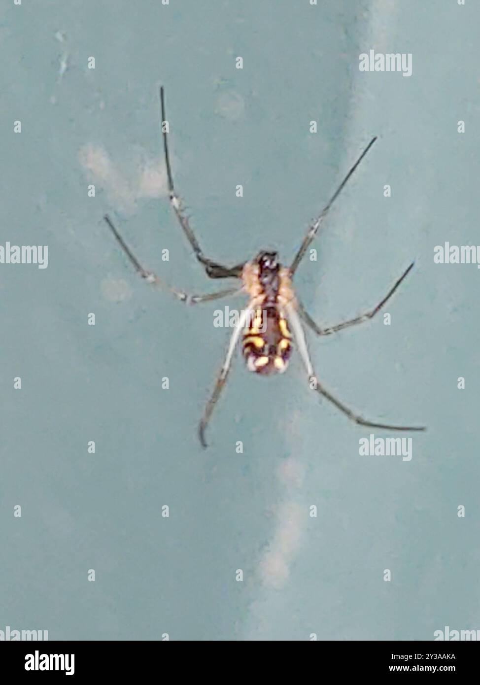 Filmy Dome Spider (Neriene radiata) Arachnida Stock Photo - Alamy