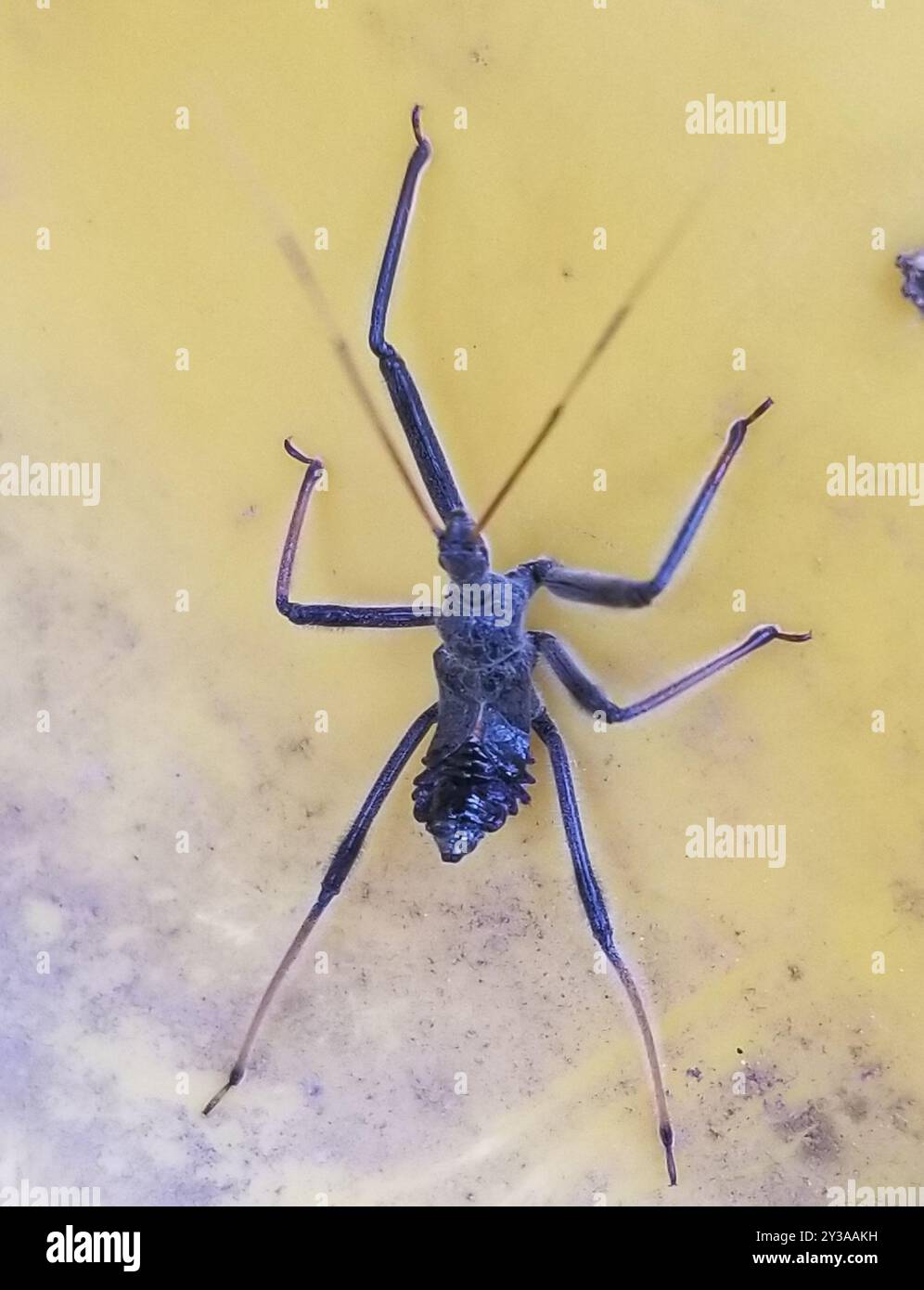 North American Wheel Bug (Arilus cristatus) Insecta Stock Photo - Alamy