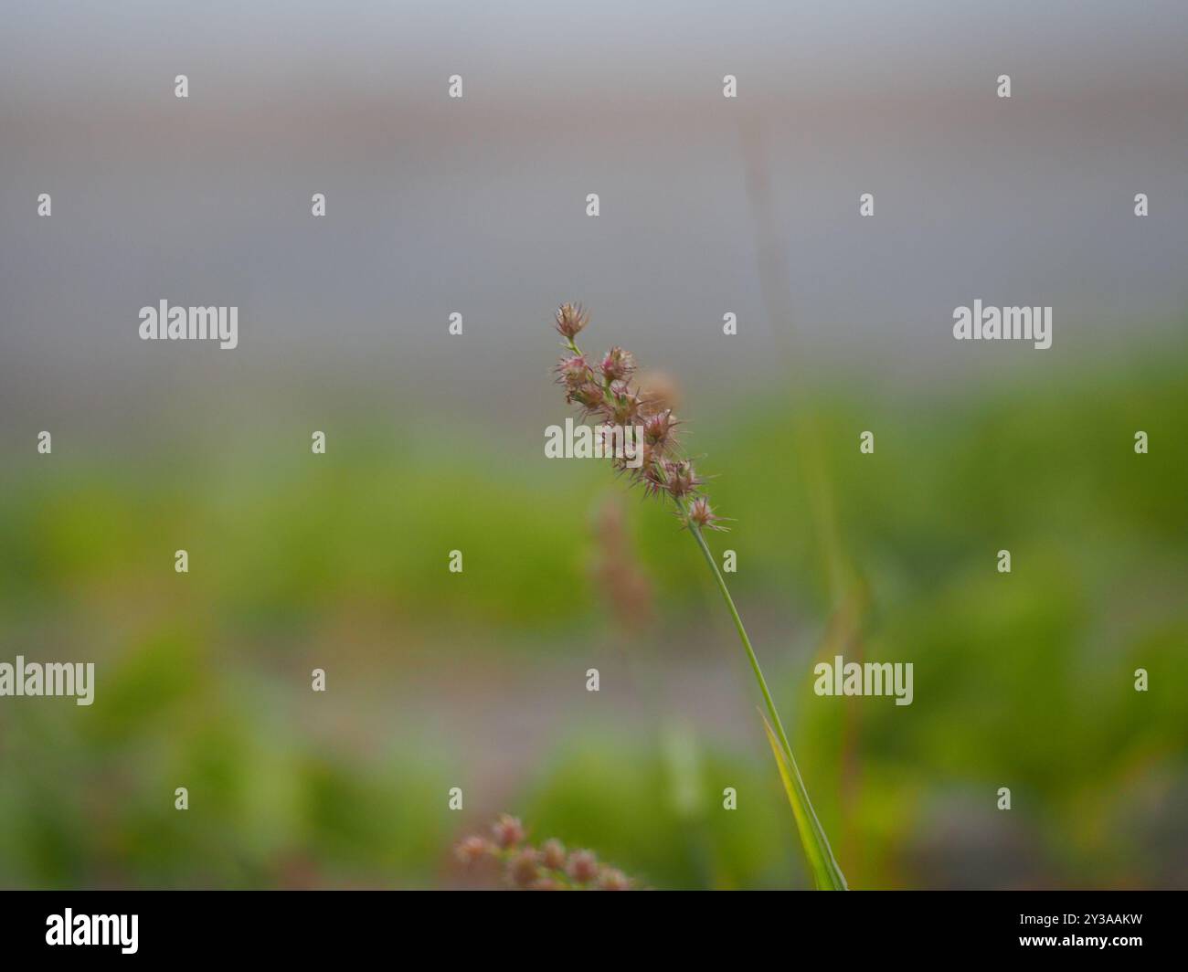 Southern Sandbur (Cenchrus echinatus) Plantae Stock Photo - Alamy