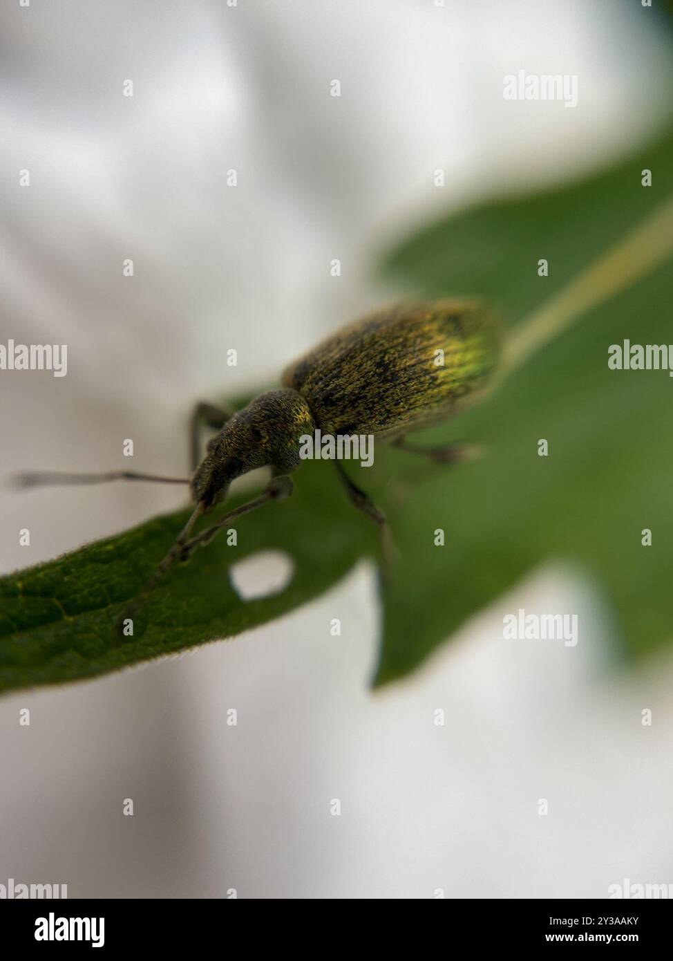 Nettle weevil (Phyllobius pomaceus) Insecta Stock Photo - Alamy