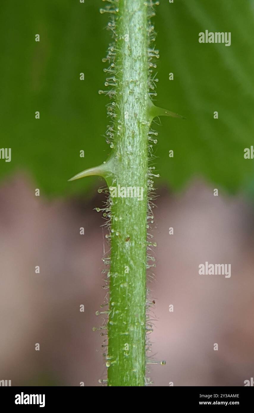 dwarf raspberry (Rubus pubescens) Plantae Stock Photo - Alamy