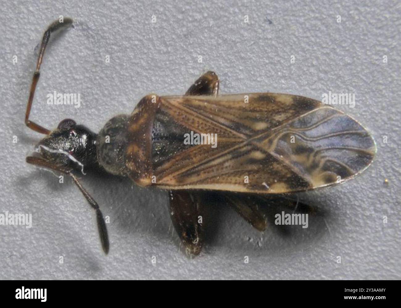 (Heraeus plebejus) Insecta Stock Photo - Alamy