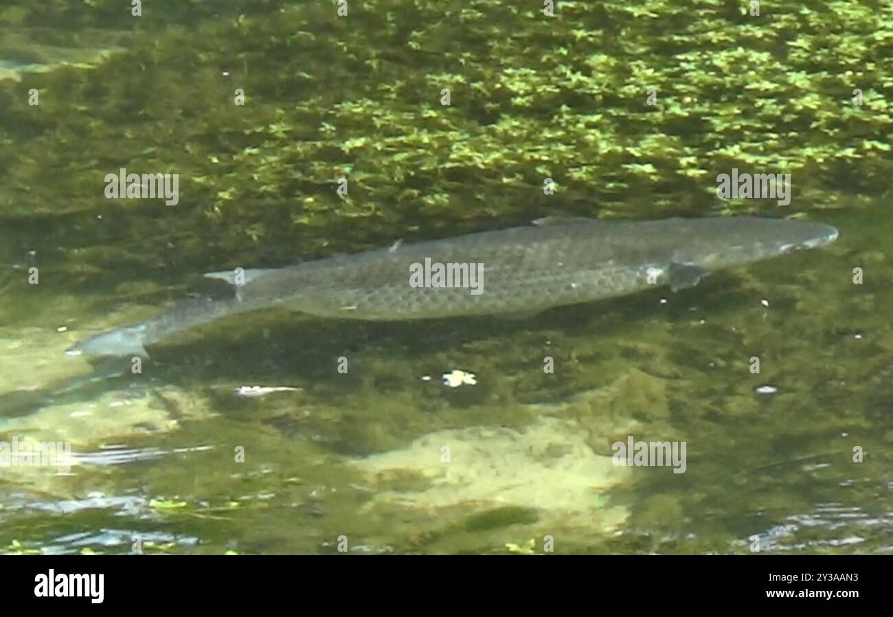 Mullets (Mugilidae) Actinopterygii Stock Photo - Alamy