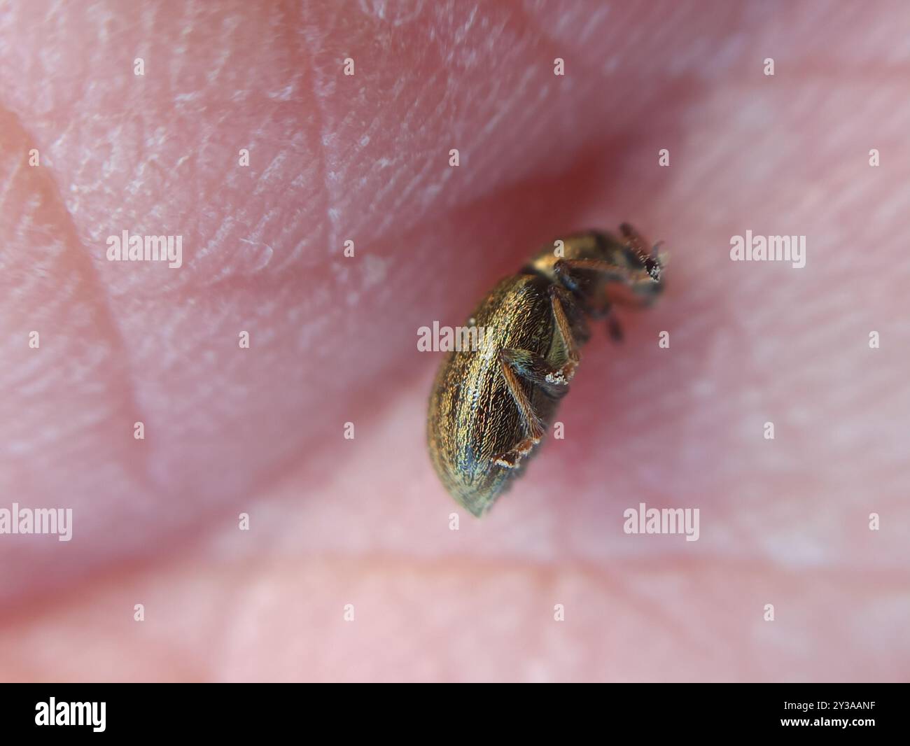 Common Leaf Weevil (Phyllobius pyri) Insecta Stock Photo - Alamy