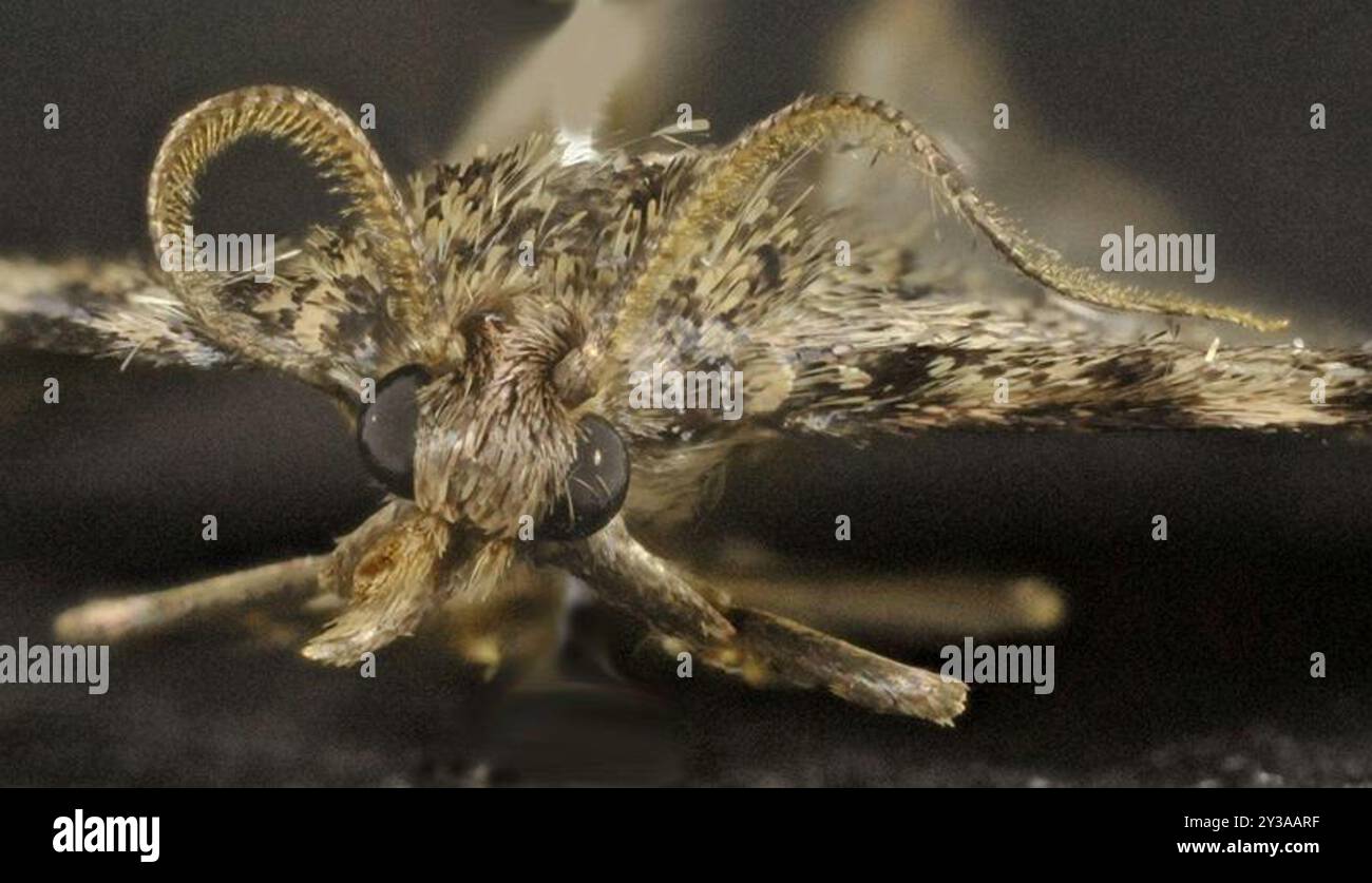 Large Tabby (Aglossa pinguinalis) Insecta Stock Photo - Alamy