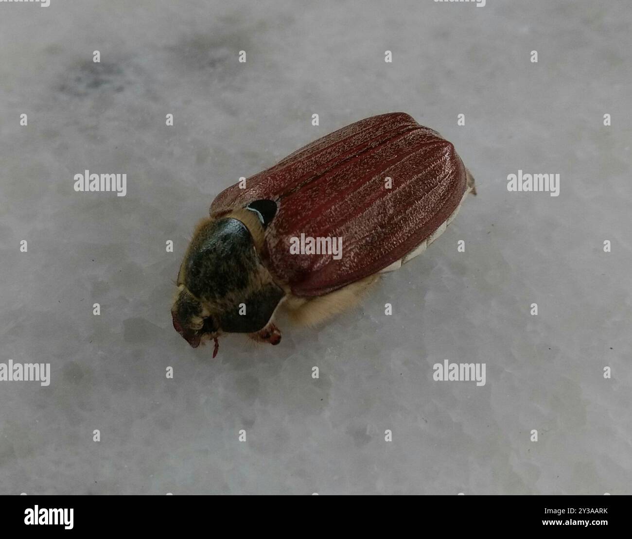 Common Cockchafer (Melolontha melolontha) Insecta Stock Photo - Alamy