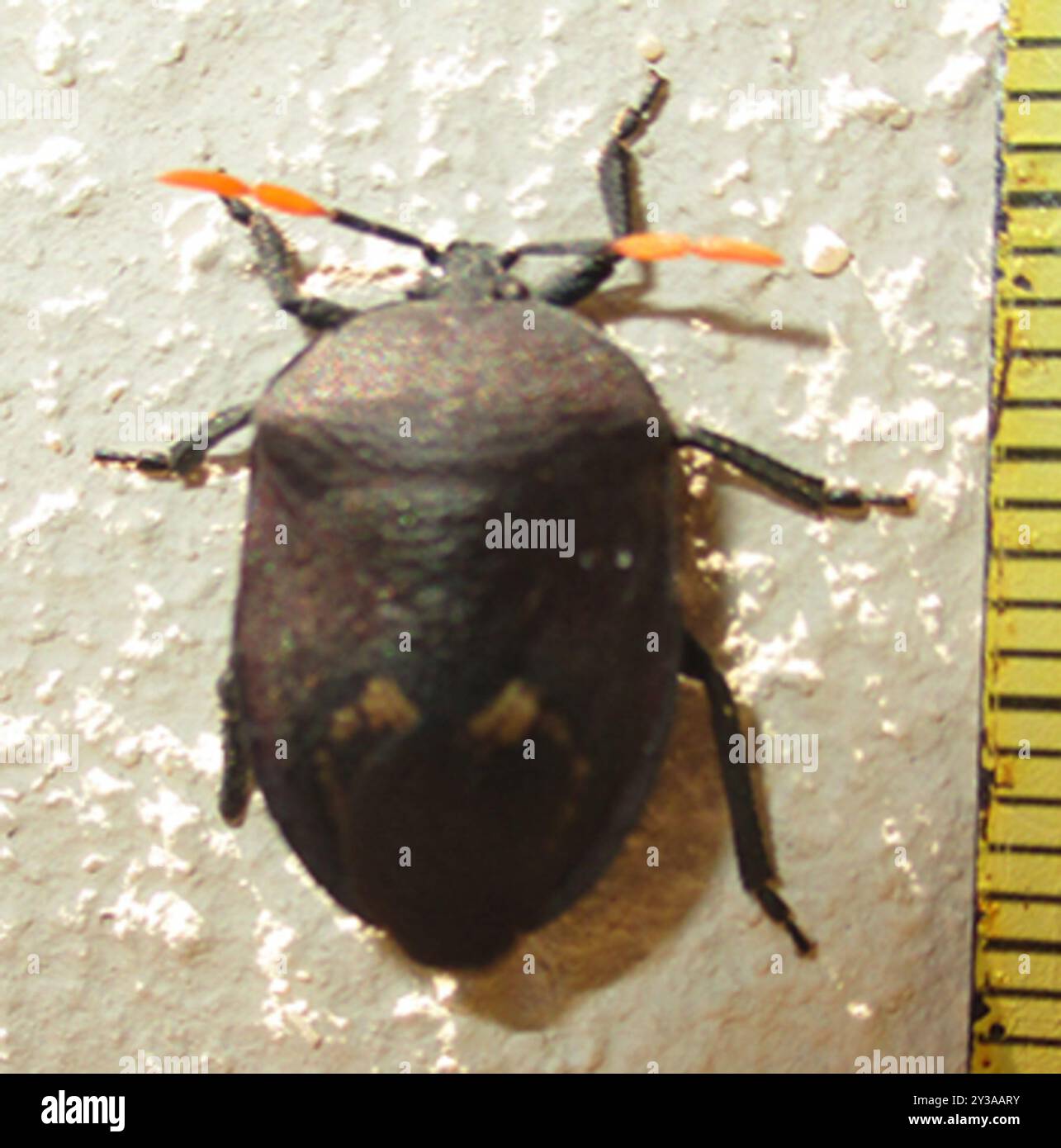 Watermelon Bug (Coridius nubilus) Insecta Stock Photo - Alamy