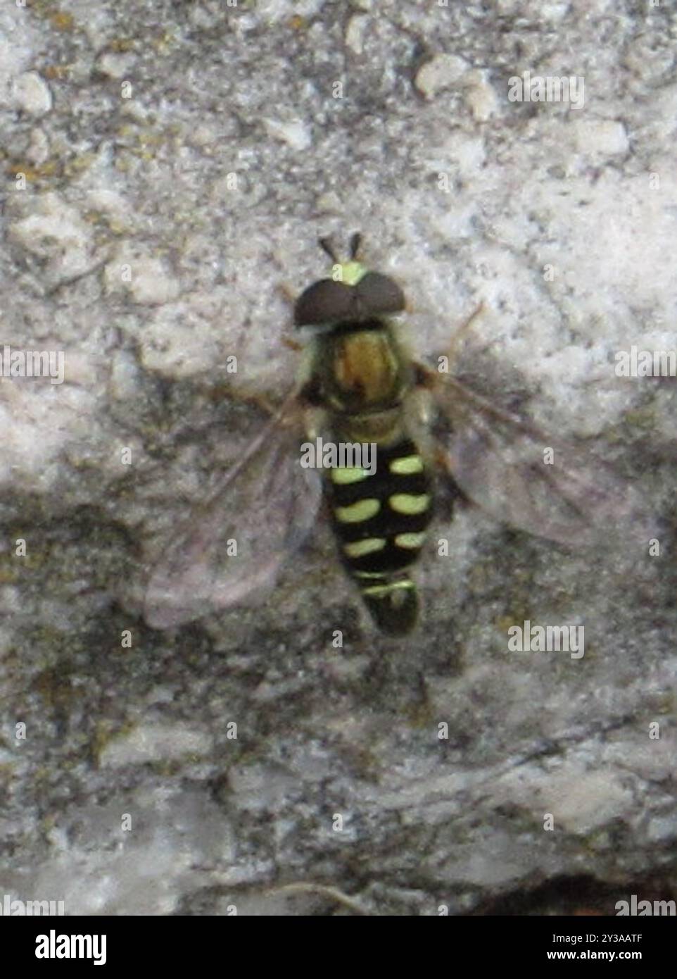 Large-tailed Aphideater (Eupeodes volucris) Insecta Stock Photo - Alamy