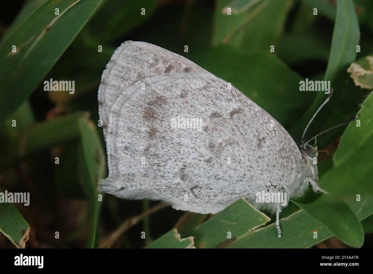 (Leptomyrina gorgias gorgias) Insecta Stock Photo - Alamy