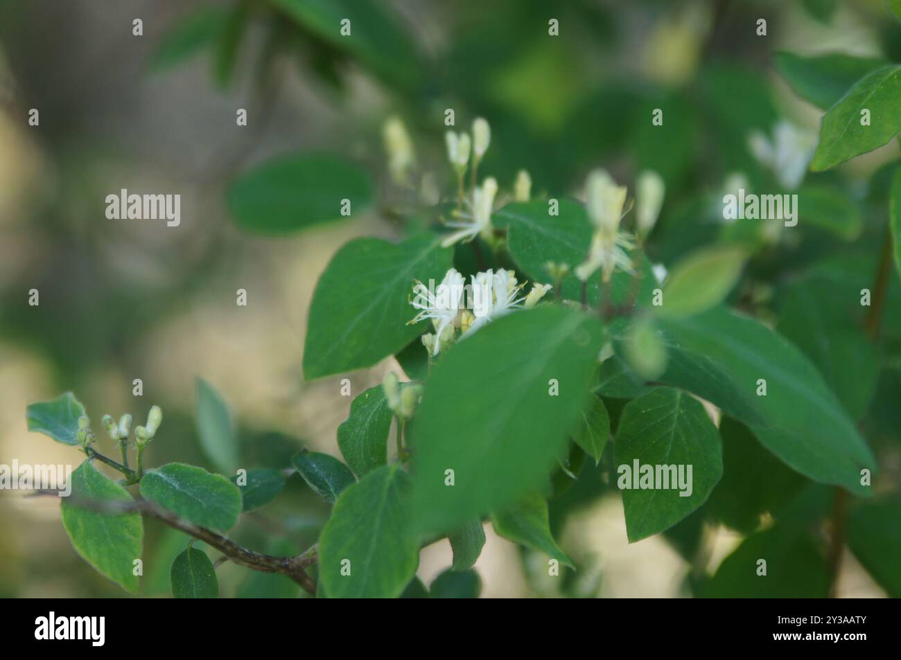 Fly Honeysuckle (Lonicera xylosteum) Plantae Stock Photo - Alamy