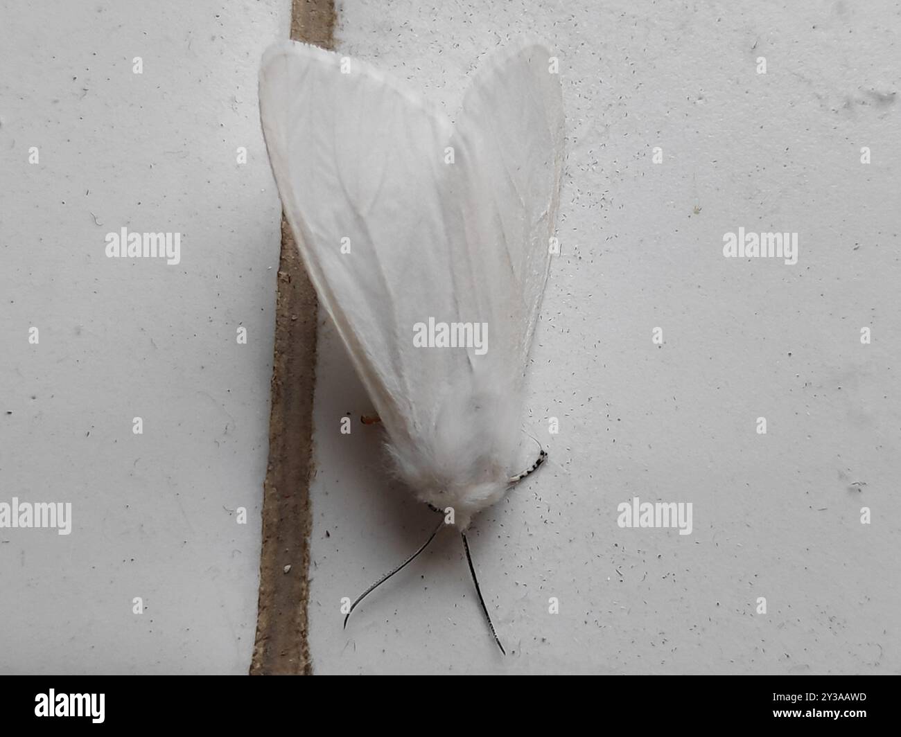 Fall Webworm Moth (Hyphantria cunea) Insecta Stock Photo - Alamy