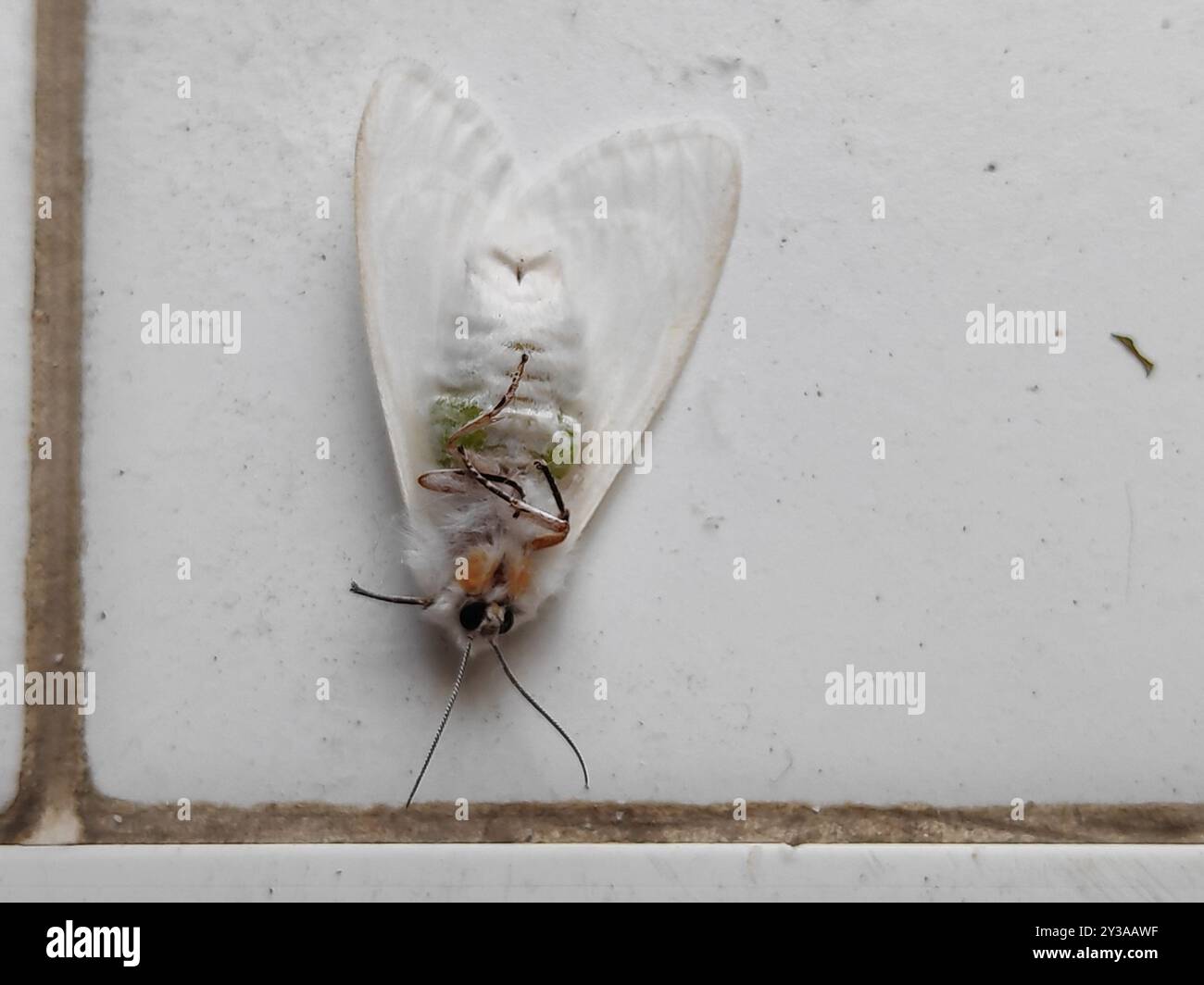 Fall Webworm Moth (Hyphantria cunea) Insecta Stock Photo - Alamy