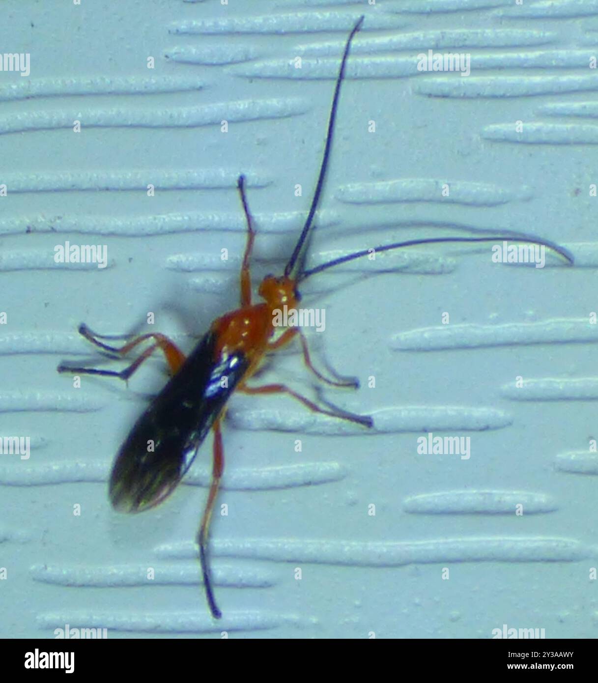 Smooth-headed Mummy Wasp (Aleiodes politiceps) Insecta Stock Photo - Alamy