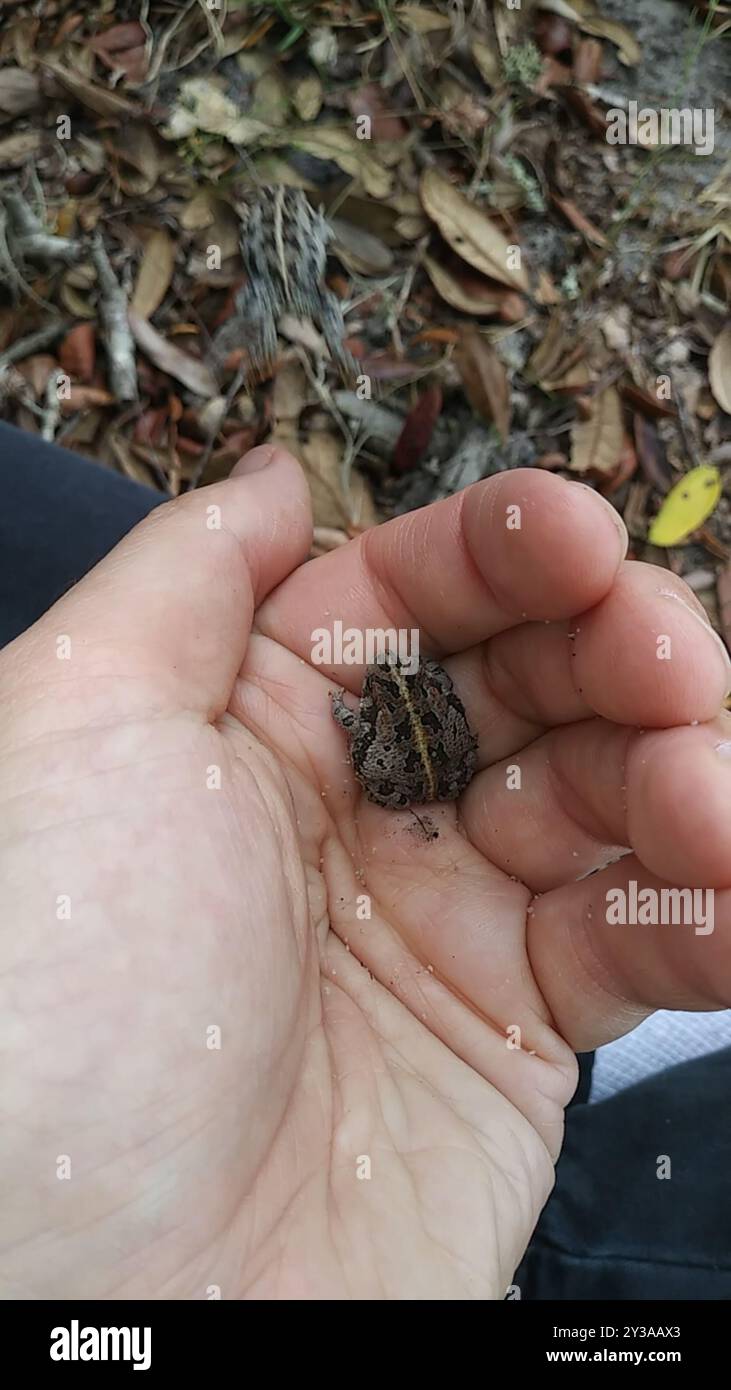 Oak Toad (Anaxyrus quercicus) Amphibia Stock Photo - Alamy