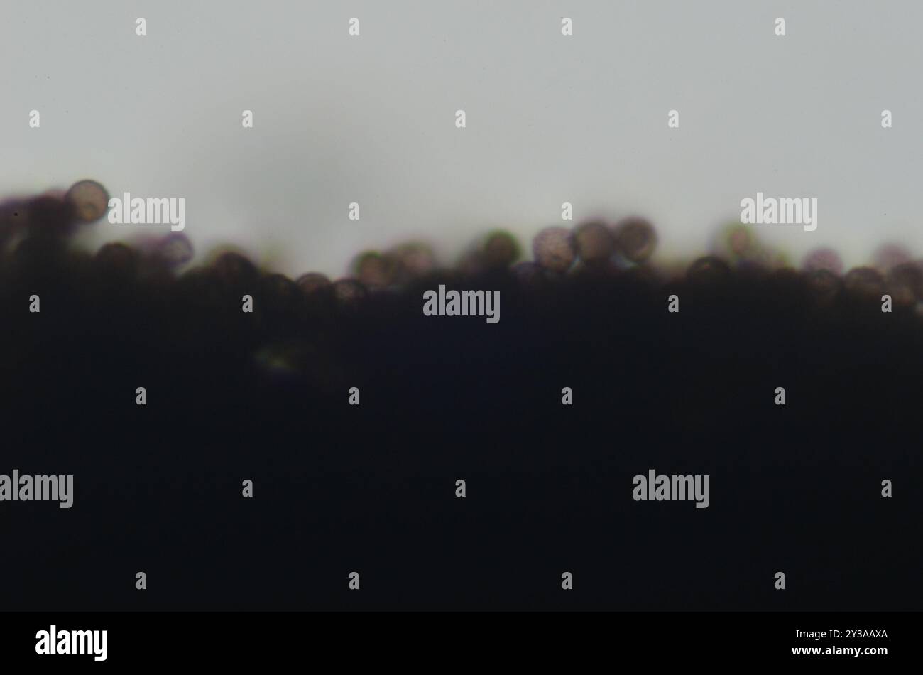 slime molds (Mycetozoa) Protozoa Stock Photo - Alamy