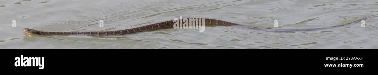 Plain-bellied Watersnake (Nerodia erythrogaster) Reptilia Stock Photo ...
