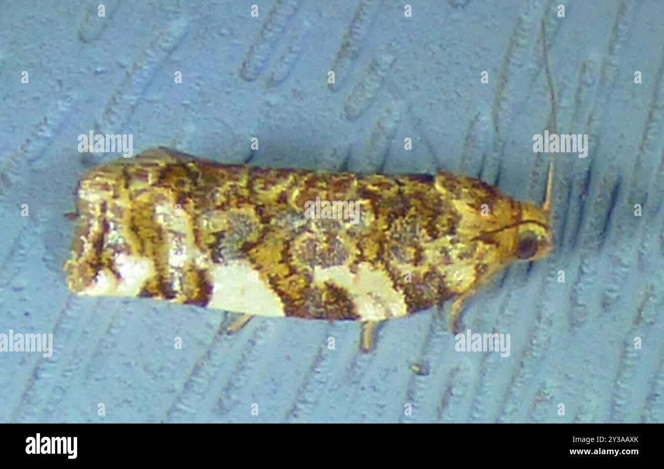 Fruit-tree Leafroller Moth (Archips argyrospila) Insecta Stock Photo ...