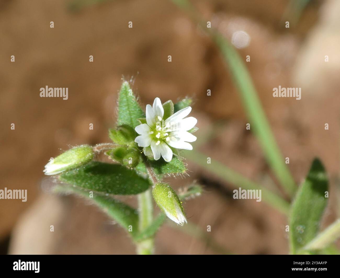 Sticky mouse-ear chickweed (Cerastium glomeratum) Plantae Stock Photo ...