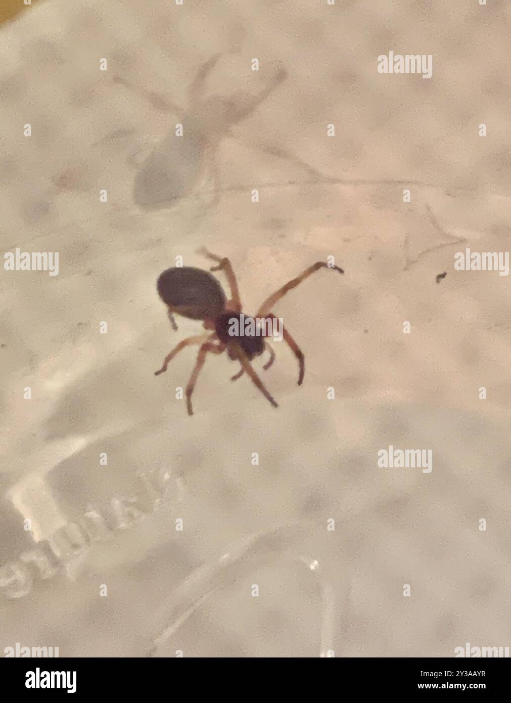 Broad-faced Sac Spider (Trachelas tranquillus) Arachnida Stock Photo ...