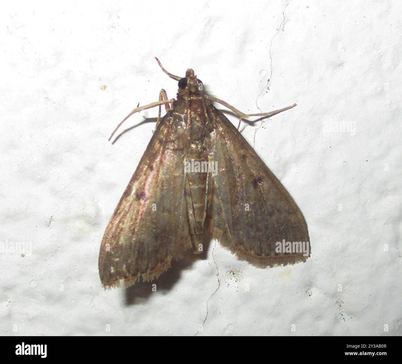 Dusky Herpetogramma Moth (Herpetogramma phaeopteralis) Insecta Stock ...