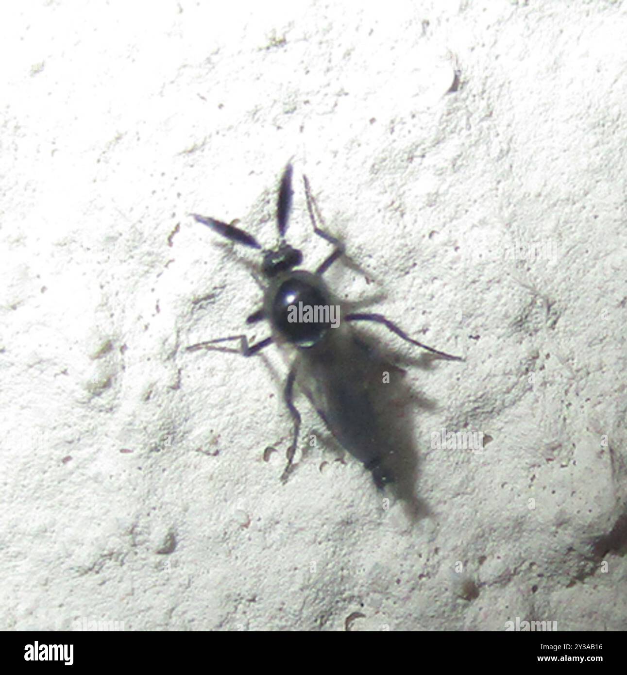 Biting Midges (Ceratopogonidae) Insecta Stock Photo - Alamy