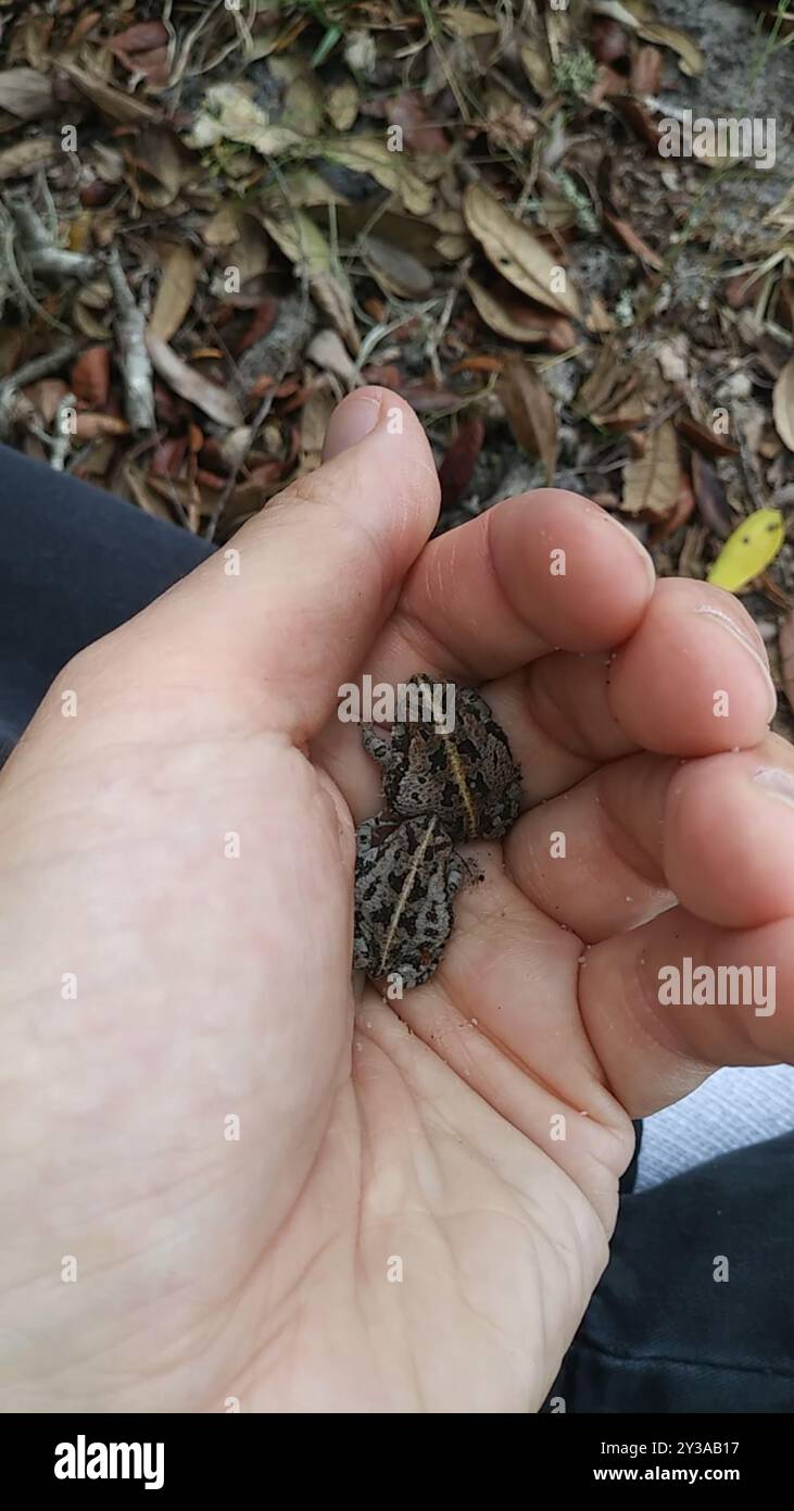 Oak Toad (Anaxyrus quercicus) Amphibia Stock Photo - Alamy
