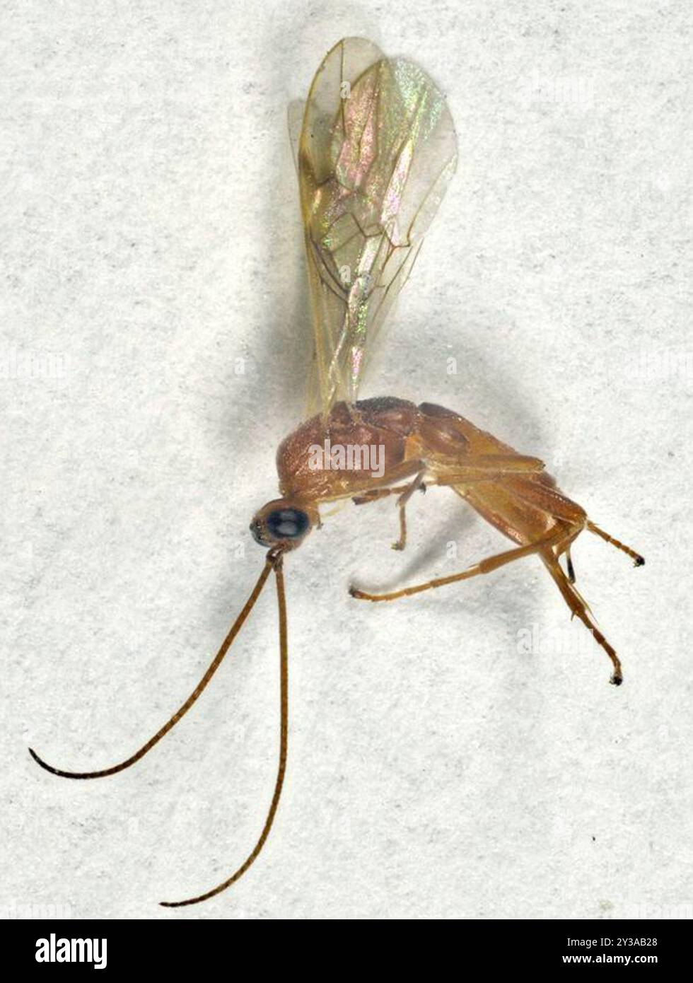 Common Mummy Wasps (Aleiodes) Insecta Stock Photo - Alamy