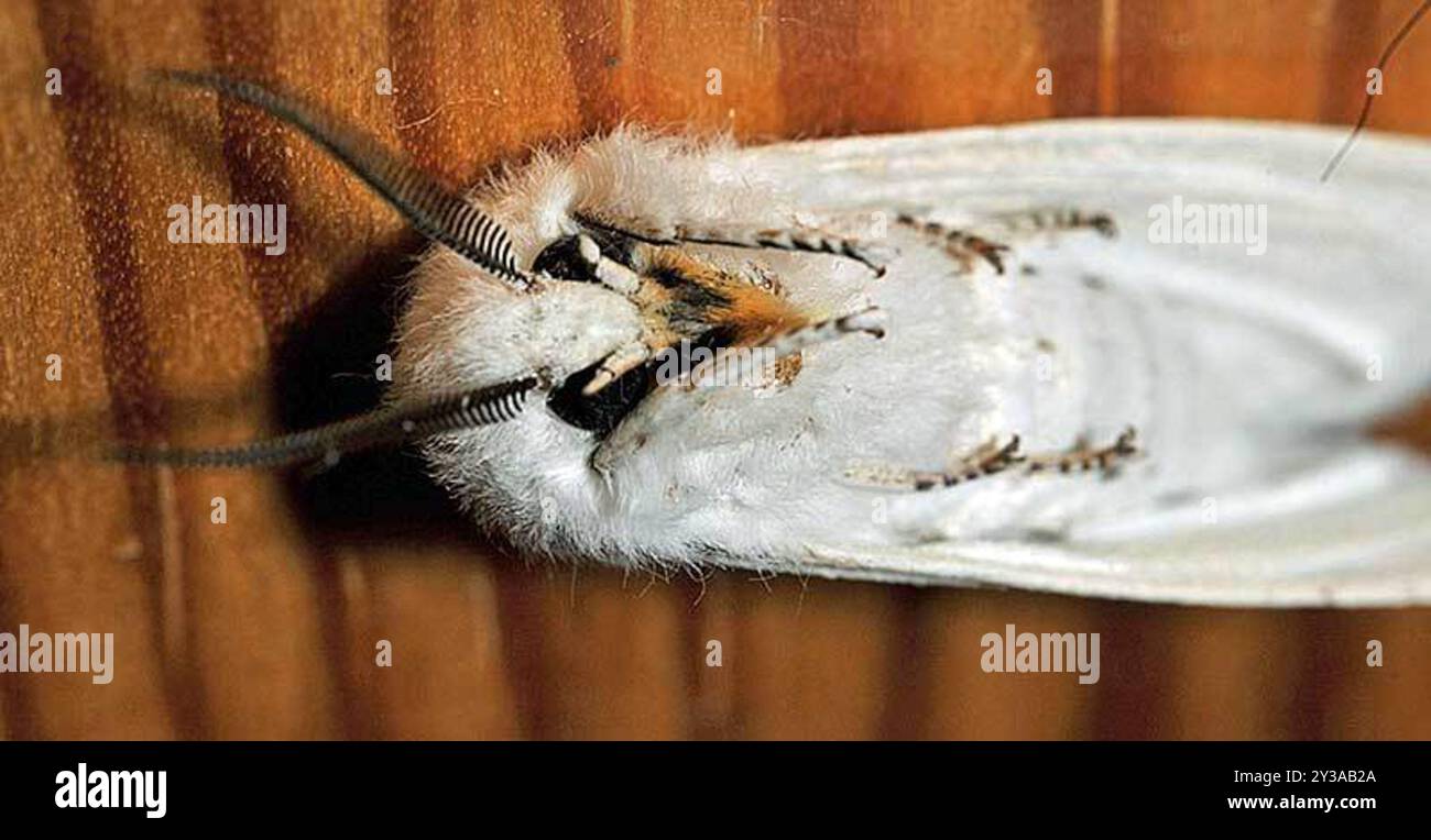 Virginian Tiger Moth (Spilosoma virginica) Insecta Stock Photo - Alamy