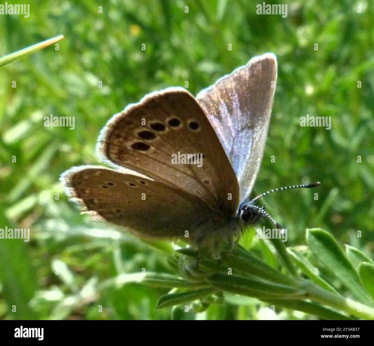 Black-eyed Blue (Glaucopsyche melanops) Insecta Stock Photo - Alamy