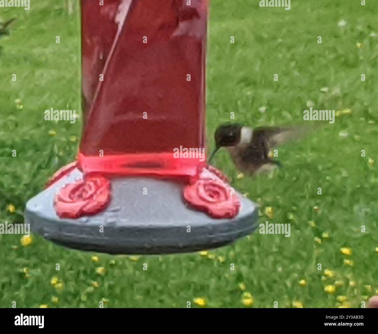 Ruby-throated Hummingbird (Archilochus colubris) Aves Stock Photo - Alamy