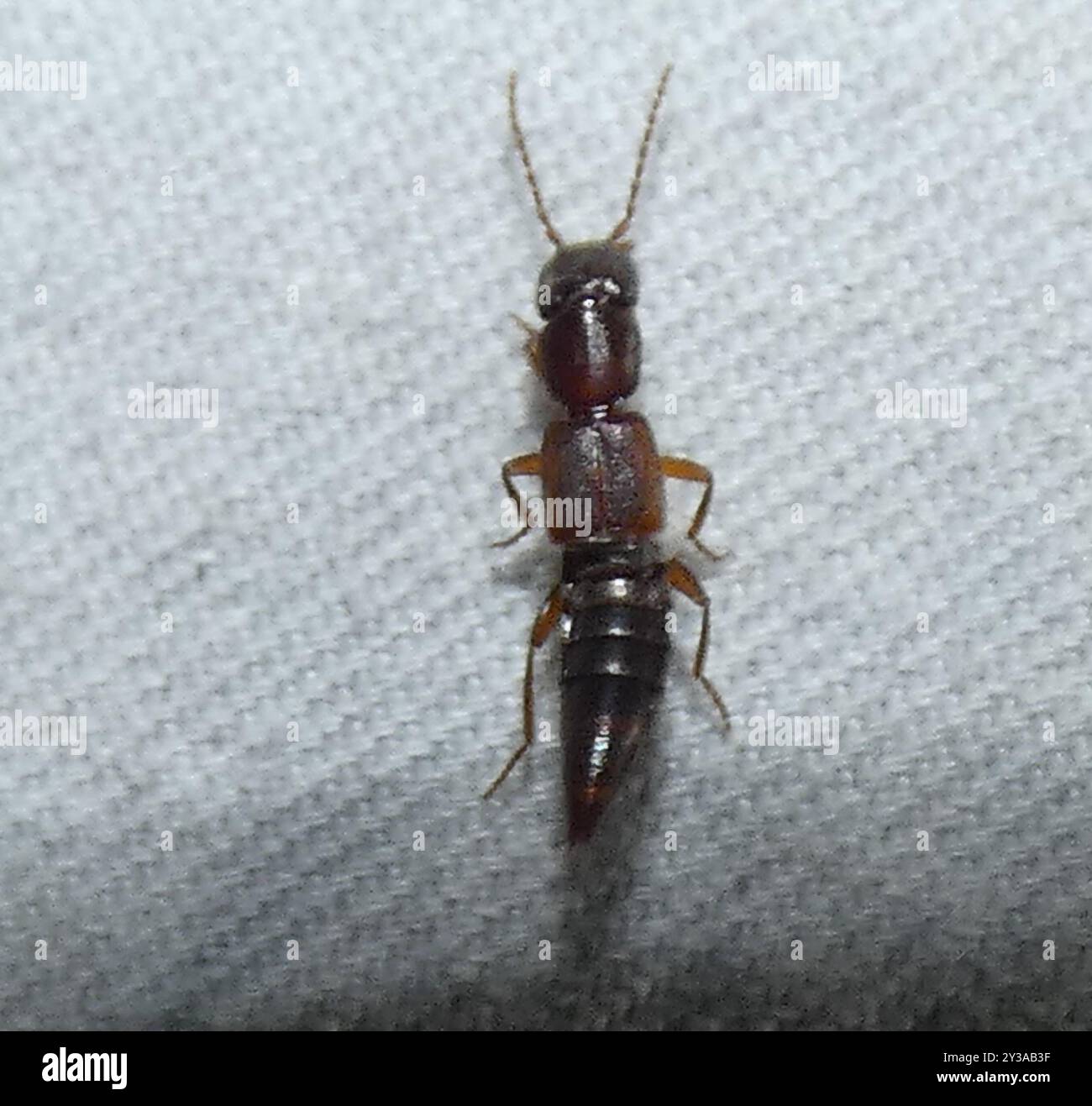 Corticinus hi-res stock photography and images - Alamy
