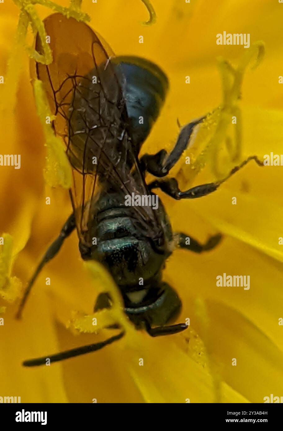 Small Carpenter Bees (Ceratina) Insecta Stock Photo - Alamy