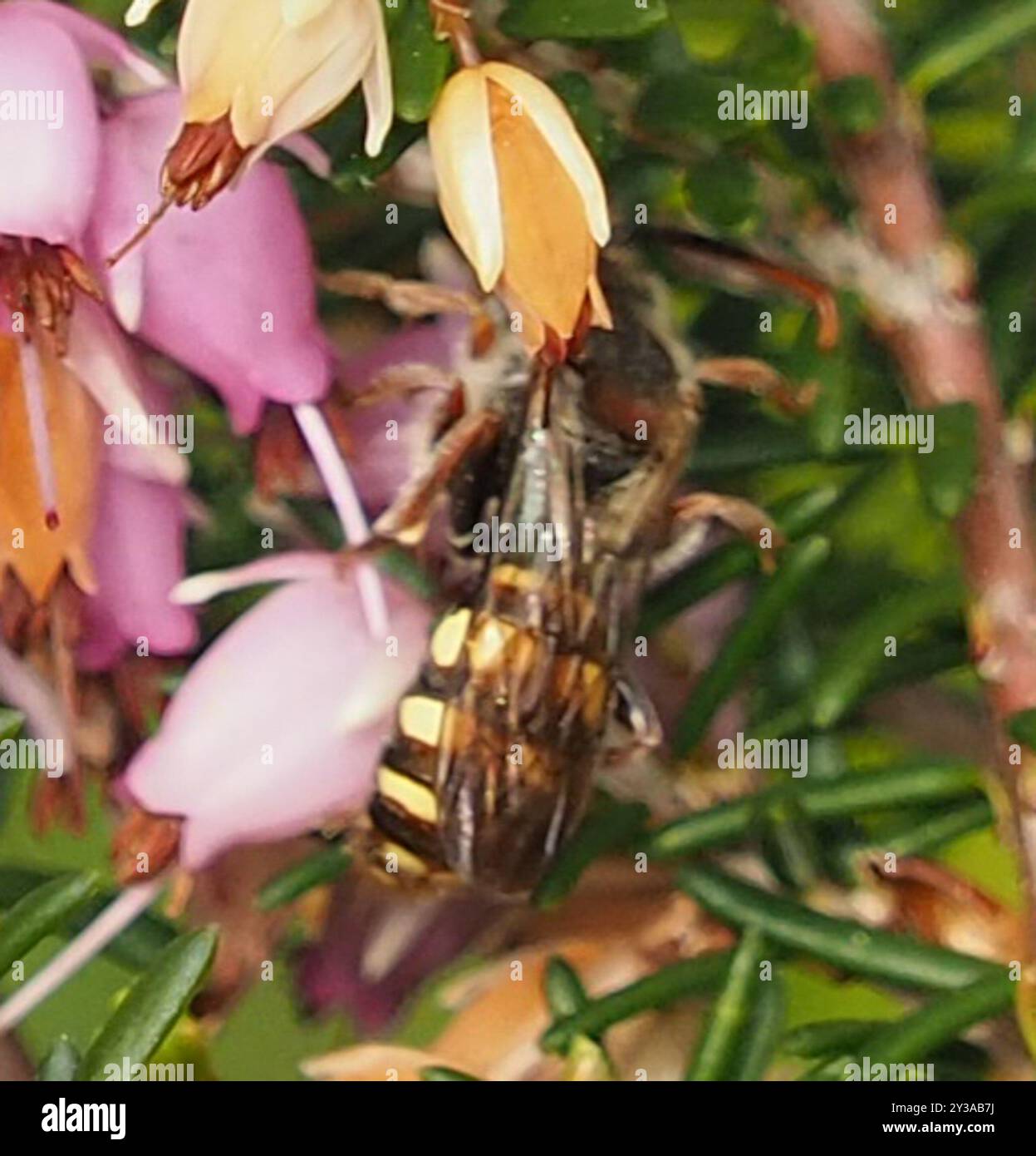 Nomad Bees (Nomada) Insecta Stock Photo - Alamy