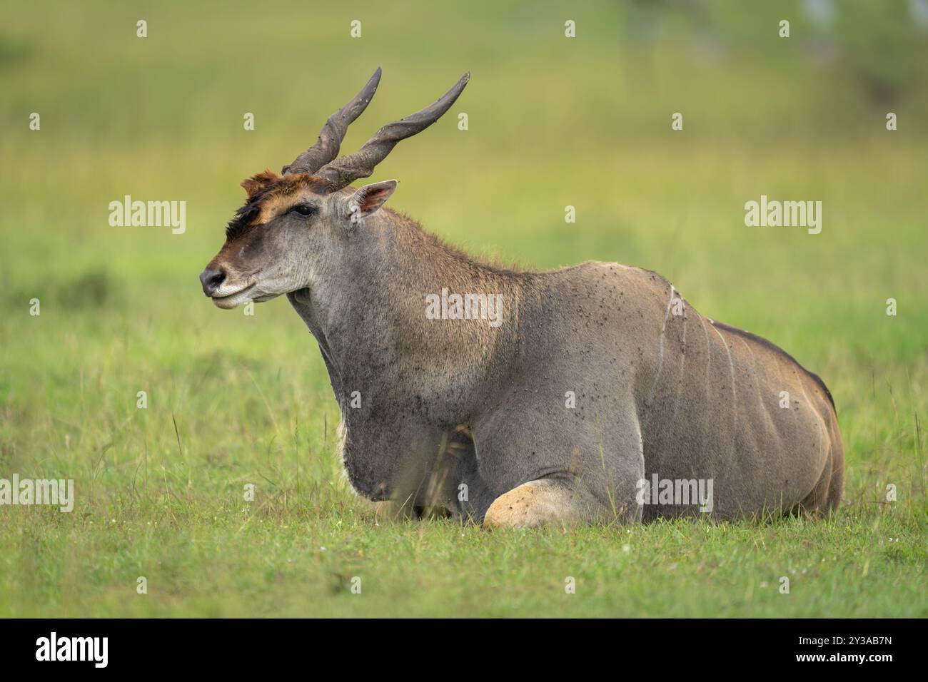 Common eland lies on grassland watching camera Stock Photo - Alamy