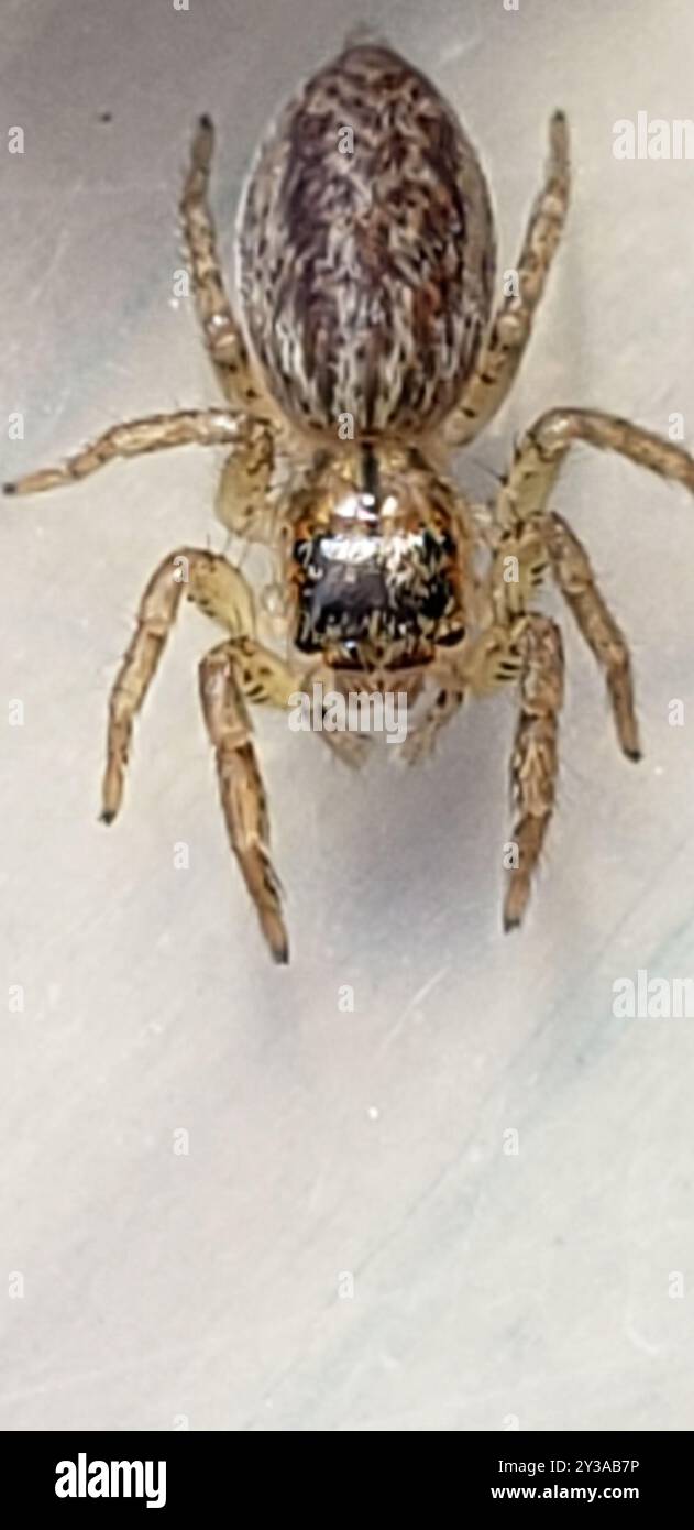 Dimorphic Jumping Spider (Maevia inclemens) Arachnida Stock Photo - Alamy