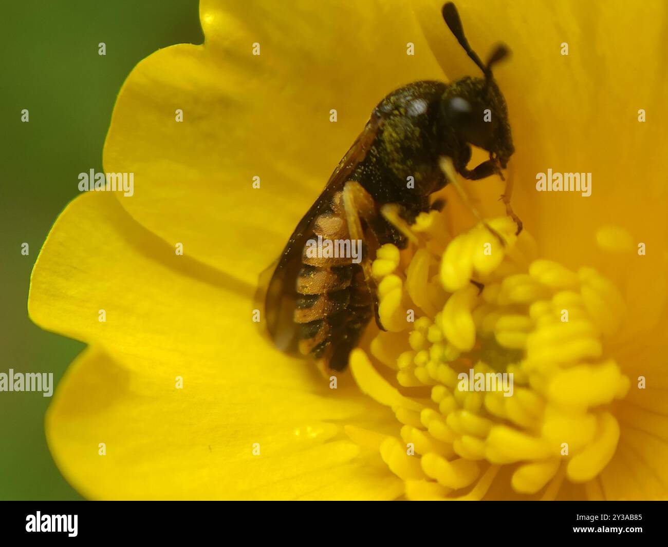 (Corynis crassicornis) Insecta Stock Photo - Alamy