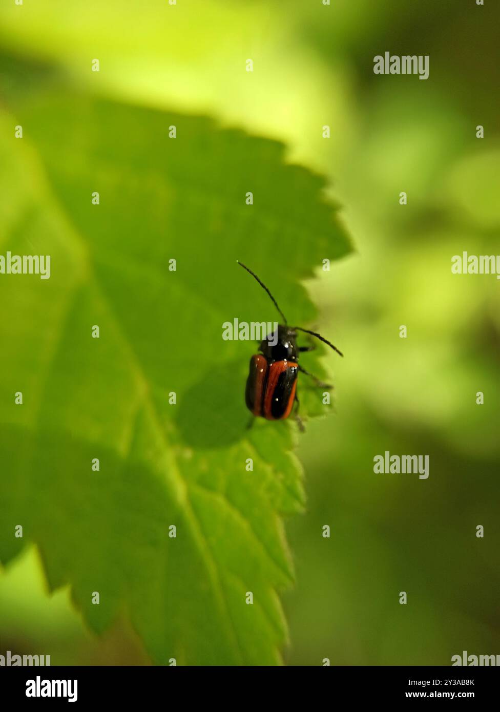 black-and-red pot beetle (Cryptocephalus bipunctatus) Insecta Stock ...
