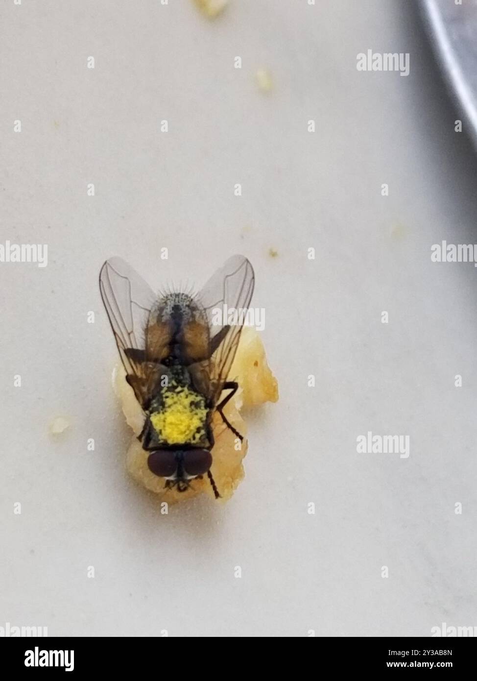 Common House Fly (Musca domestica) Insecta Stock Photo - Alamy