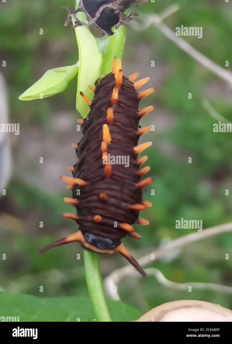 Polydamas Swallowtail (Battus polydamas) Insecta Stock Photo - Alamy