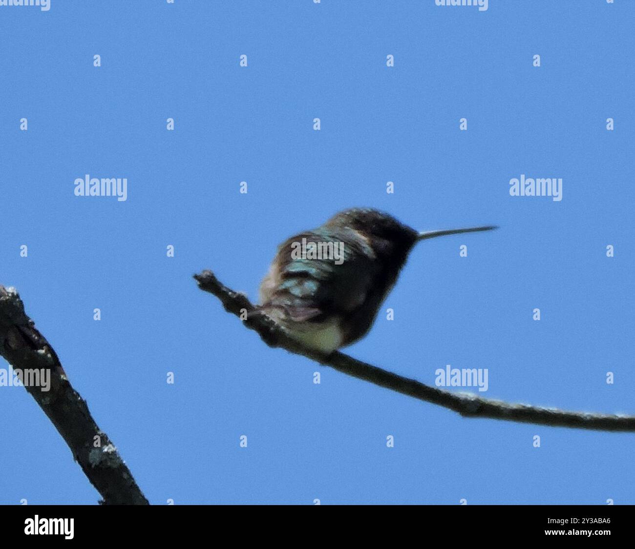 Ruby-throated Hummingbird (Archilochus colubris) Aves Stock Photo - Alamy