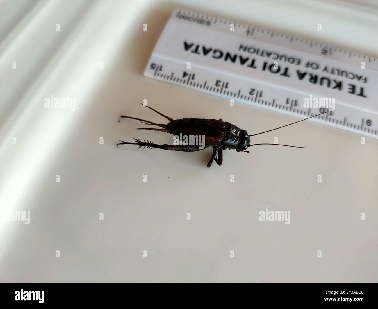 Australian Black Field Cricket (Teleogryllus commodus) Insecta Stock ...