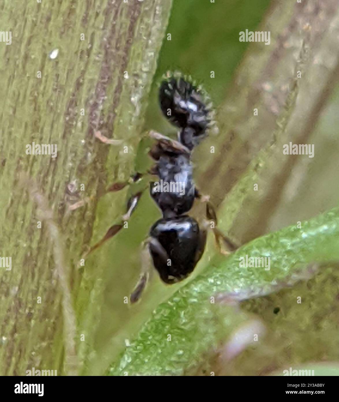 Acorn Ants and Allies (Temnothorax) Insecta Stock Photo - Alamy
