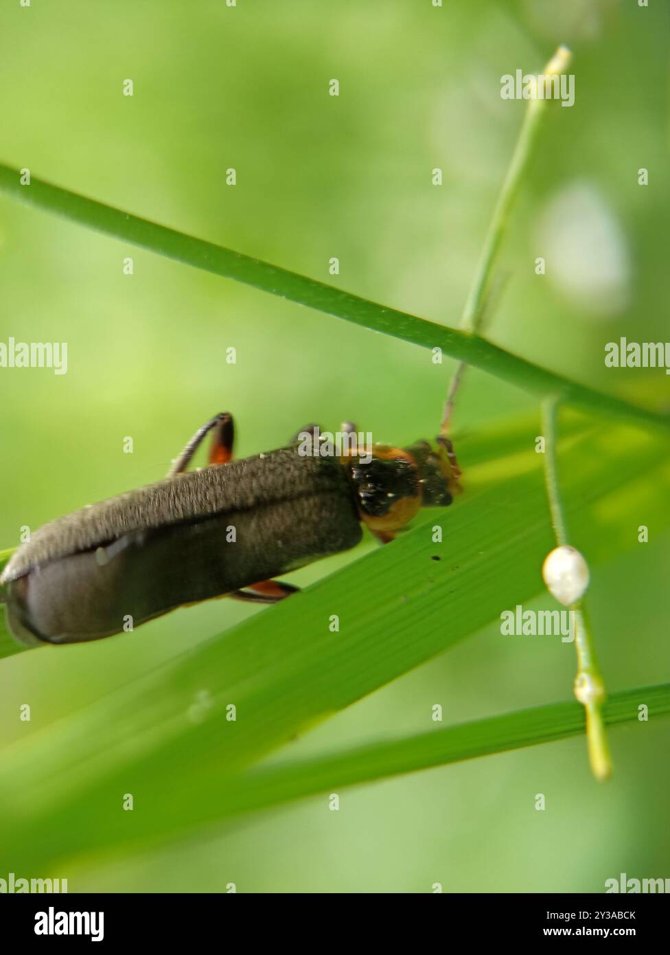 Grey Sailor Beetle (Cantharis nigricans) Insecta Stock Photo - Alamy
