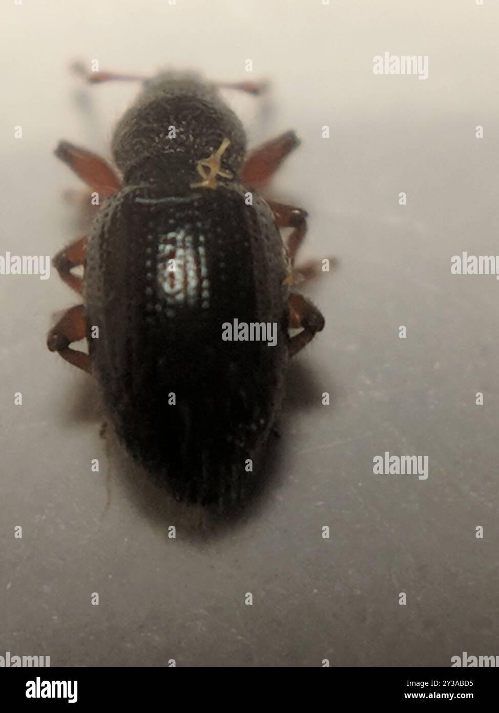 Hairy Spider Weevil (Barypeithes pellucidus) Insecta Stock Photo - Alamy