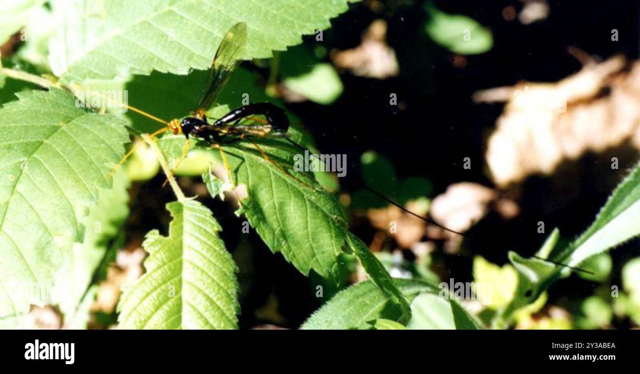 Black Giant Ichneumonid Wasp (Megarhyssa atrata) Insecta Stock Photo ...