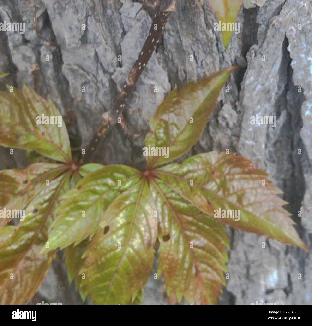 Virginia creeper (Parthenocissus quinquefolia) Plantae Stock Photo - Alamy